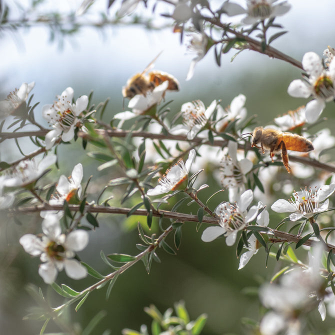 Our Commitment – Honey Biotics